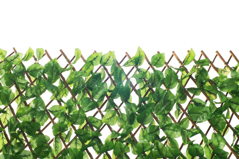 Beautiful Decor Green Leaves Backdrop with Bamboo Timber Isolate Stock ...