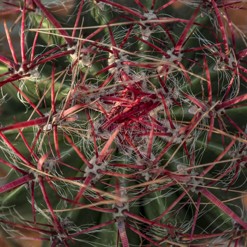 Beautiful Decorative Cactus with Red Spines. Close-up. Top View Stock ...