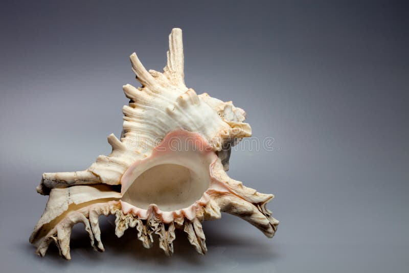 Beautiful Decorative Dry Sea Scallops Stock Photo - Image of water ...