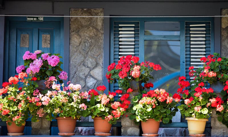 Flower at the windows stock photo. Image of window, shutters - 119058194
