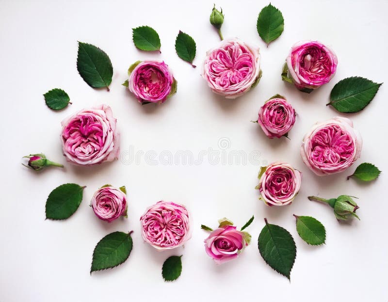 Delicate Beauty: Pink Roses and Leaves on White Background - Flat ...