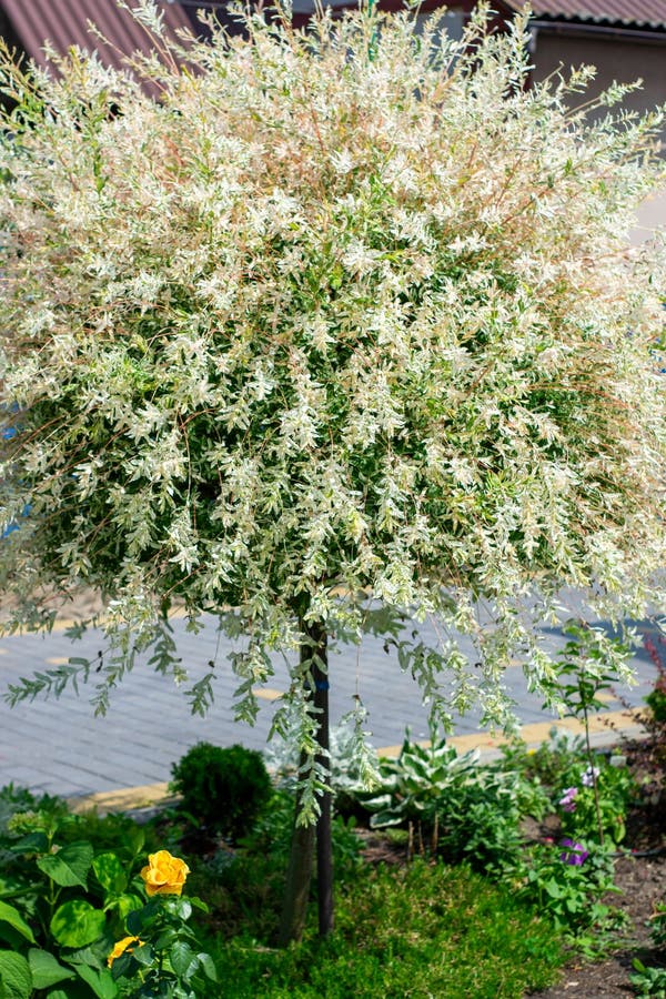 A Beautiful Decorative Hakuro Nishiki Willow. Stock Image - Image of ...