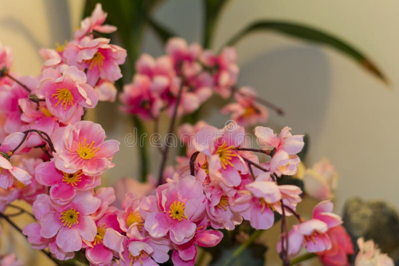 Beautiful Decorative Pink Flowers at Home Stock Image - Image of pink ...