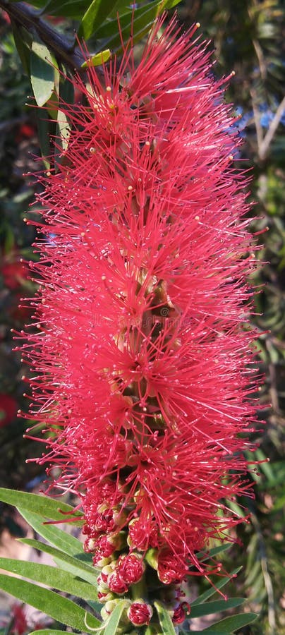 Beautiful Decorative Red Bottle Brush Flower in Garden Stock Photo ...
