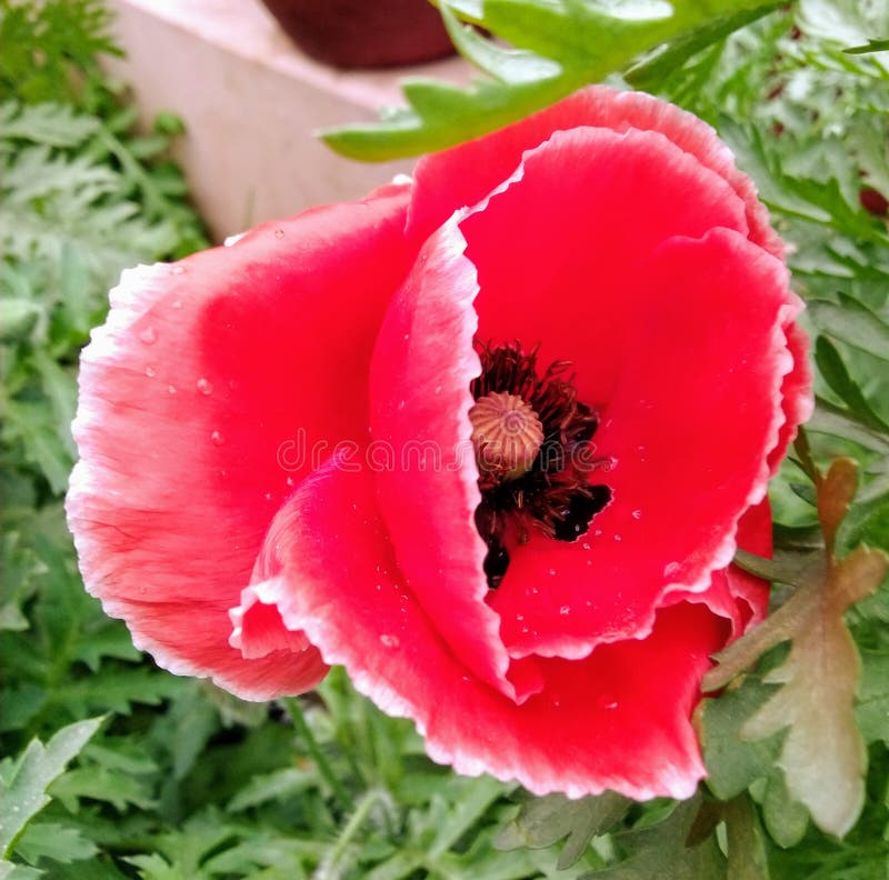 Beautiful Decorative Shaded Red Poppy Flower Stock Photo - Image of ...