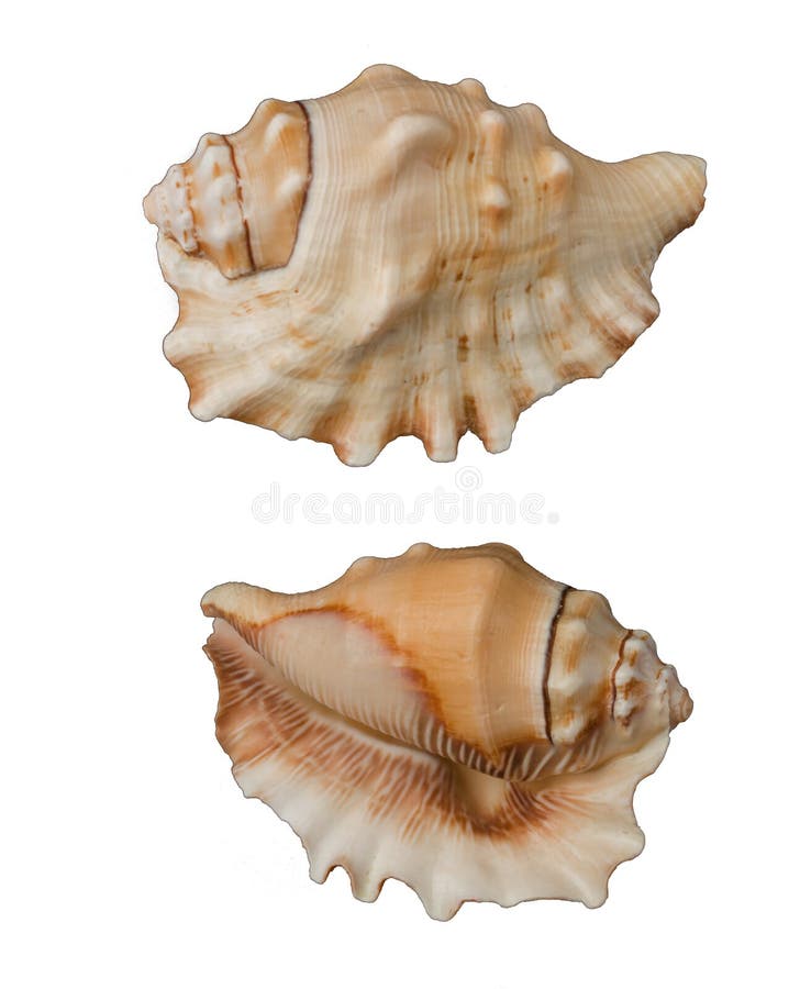 Beautiful Decorative Shell of Natural Origin on a White Background ...
