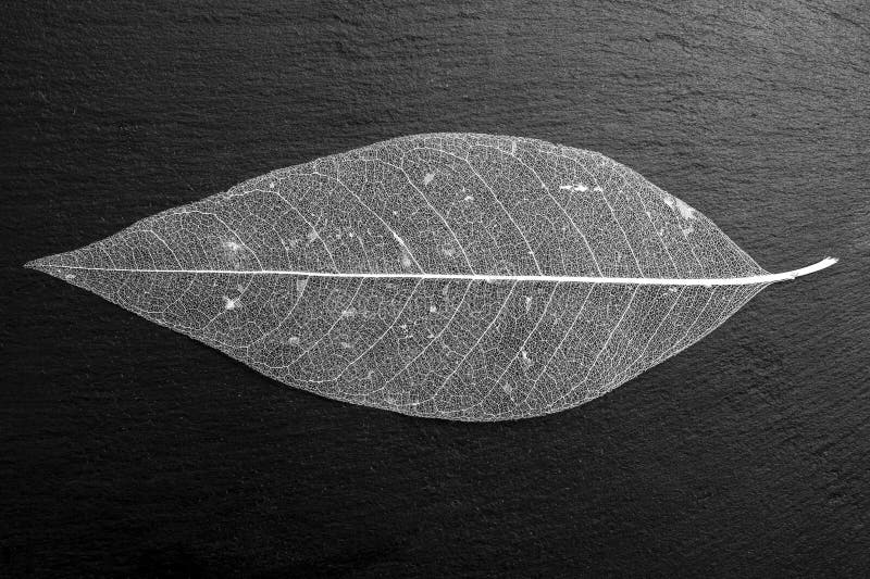 Beautiful Decorative Skeleton Leaf on Black Stone Tile Texture Stock ...