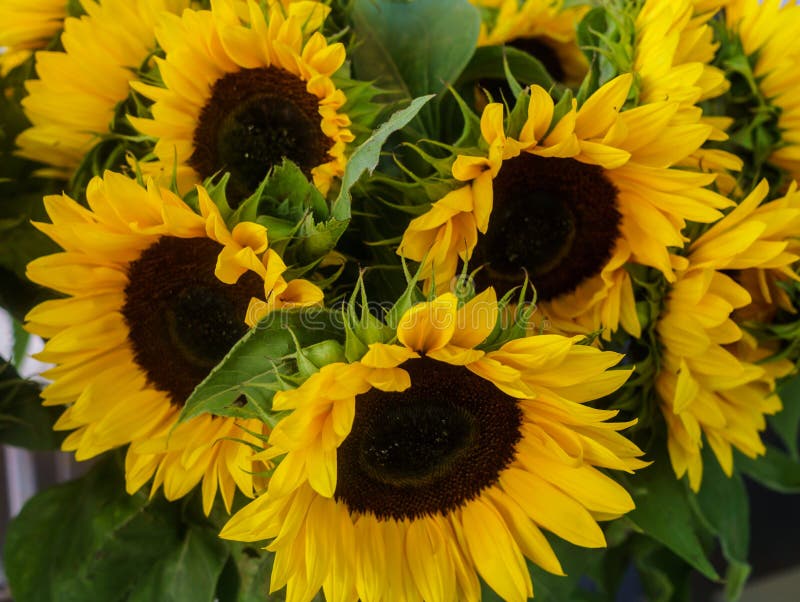 Beautiful Decorative Sunflowers Used for Making Bouquets Stock Photo ...