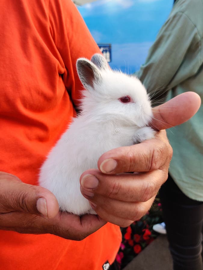 Beautiful Decorative White Fluffy Rabbit in Holding Hands Stock Photo ...
