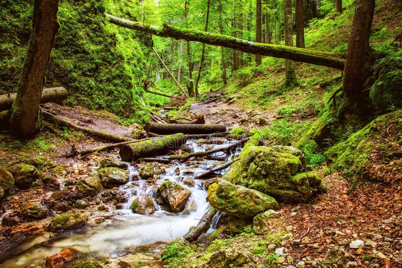 Beautiful Deep Green Forest with River Running through Stock Image ...