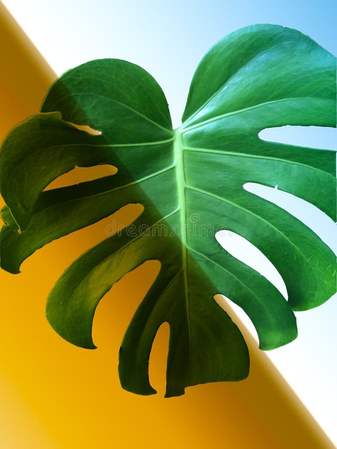 Beautiful Green Palma Leaf on Devided Background Stock Photo - Image of ...