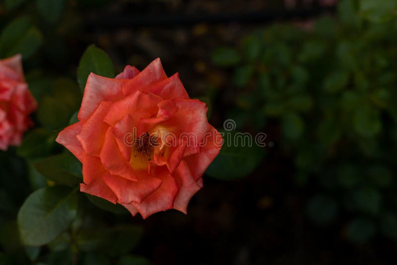 A Beautiful Deep Pink Rose Growing in a Garden Stock Image - Image of ...
