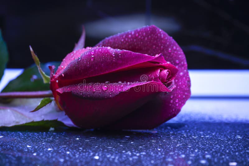 A Beautiful Deep Pink Rose with Water Drops Stock Photo - Image of drop ...