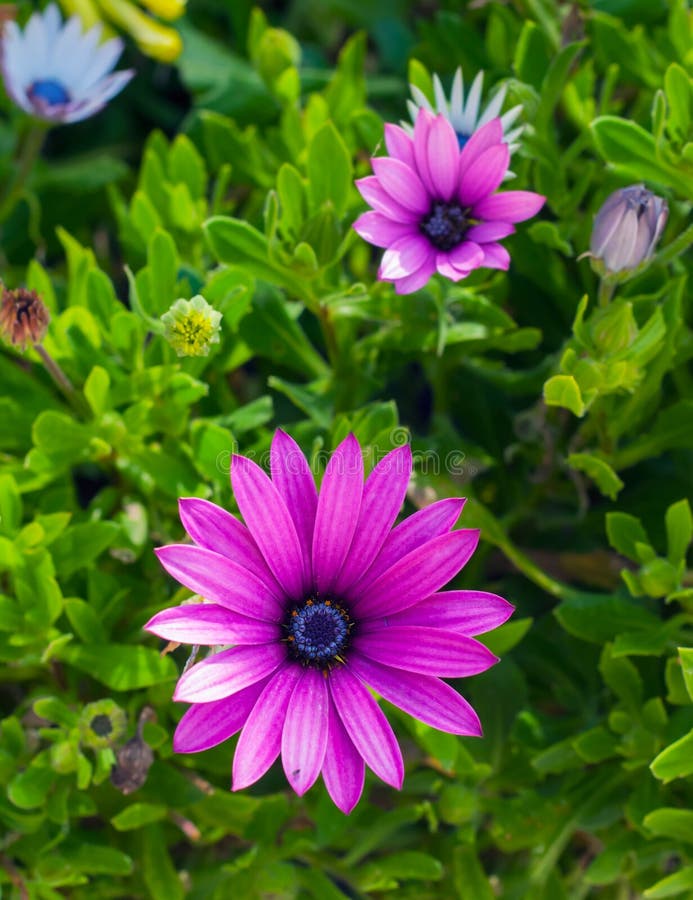 Beautiful Deep Purple Chrysanthemum Flower on Green Stock Photo - Image ...