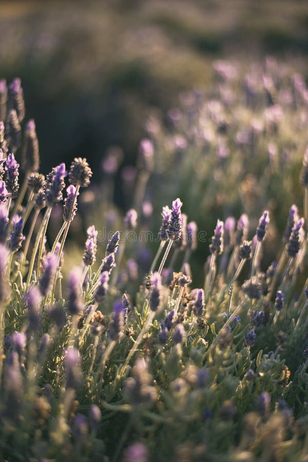 Beautiful Deep Purple Lavender Plants in Nature. Stock Photo - Image of ...