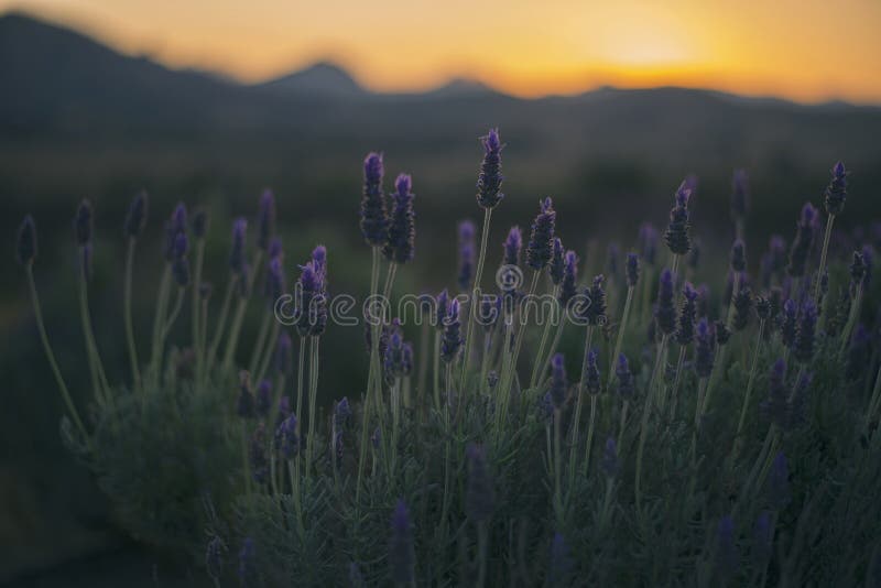 Beautiful Deep Purple Lavender Plants in Nature. Stock Photo - Image of ...