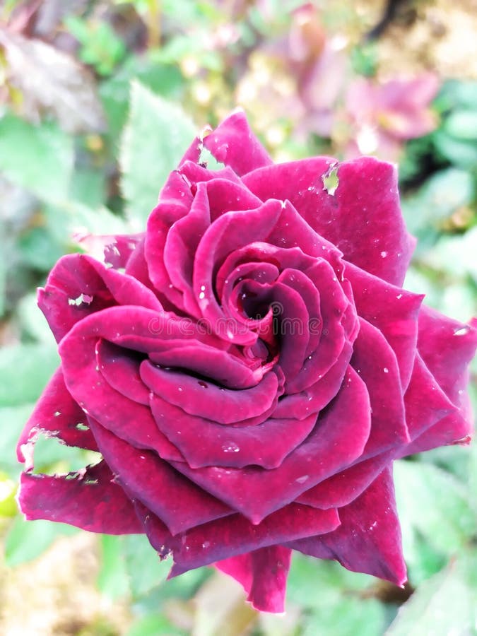 Beautiful deep red rose stock image. Image of lover - 211851365