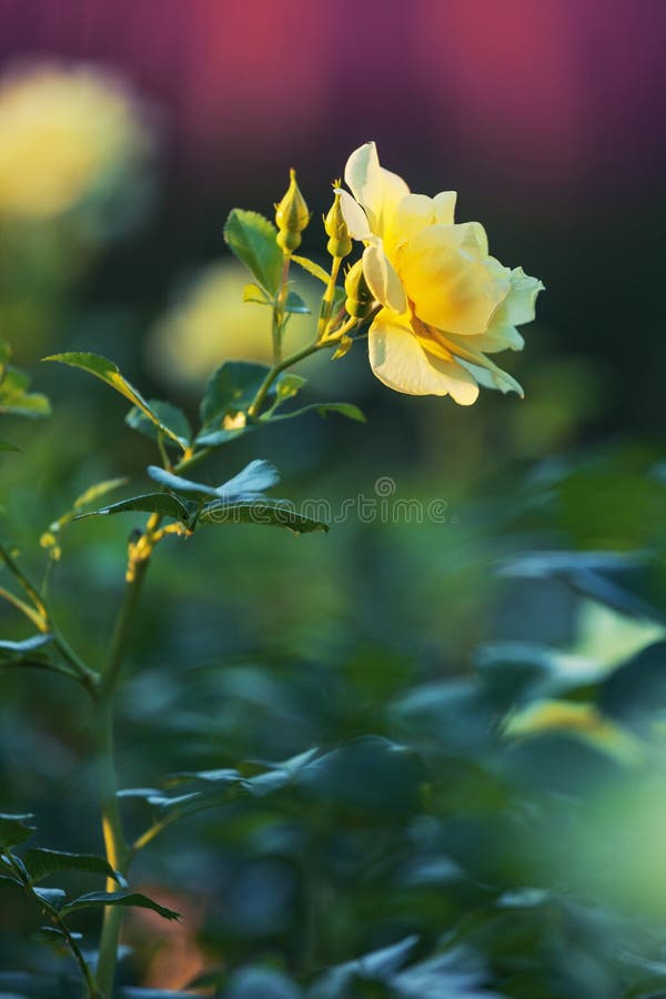 Beautiful Deep Yellow Rose. Bright Spring Rose Stock Photo - Image of ...