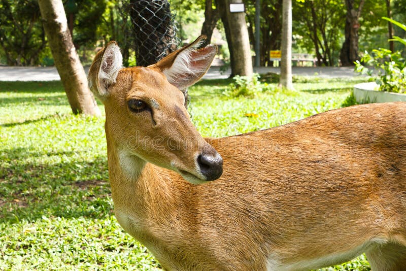 Beautiful deer stock image. Image of beauty, face, closeup - 26143691