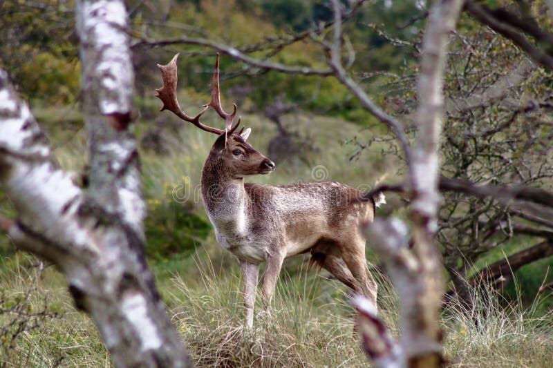 Beautiful Deer Behind Tree Trunks in a Forest Stock Photo - Image of ...