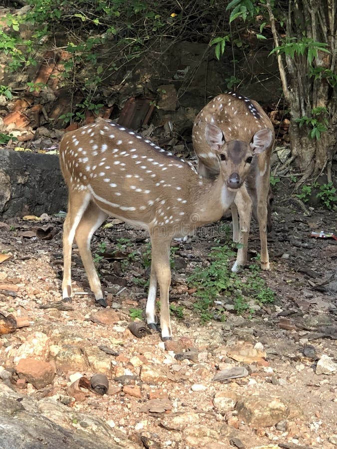 Beautiful Deer Face Near the Forest Stock Image - Image of deer, face ...