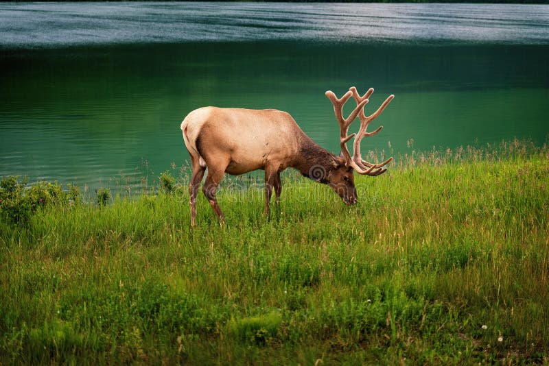 Beautiful Deer Grazing in a Field Stock Photo - Image of park, wild ...