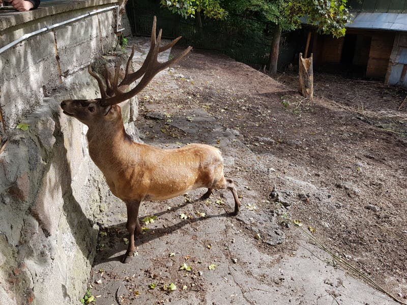 Beautiful Deer with Long Antlers Stock Photo - Image of beautiful, face ...