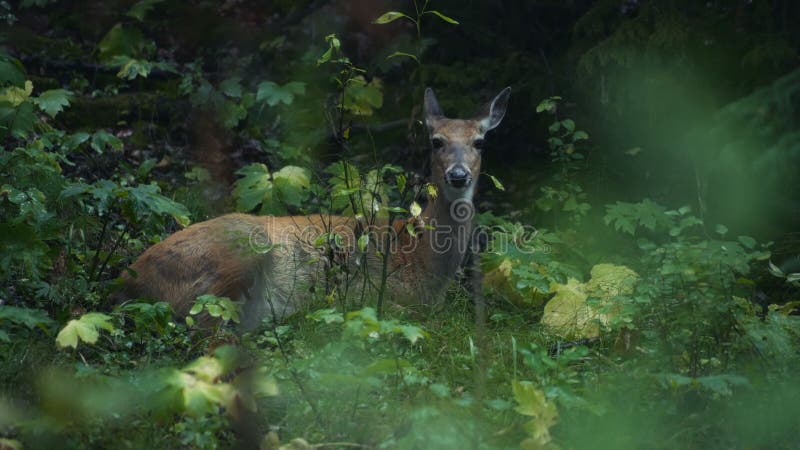 Beautiful Deer Lying on the Ground between the Pine Trees Stock Video ...
