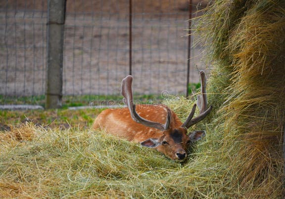 Beautiful Deer Lying on the Hay Stock Photo - Image of horns, enclosure ...