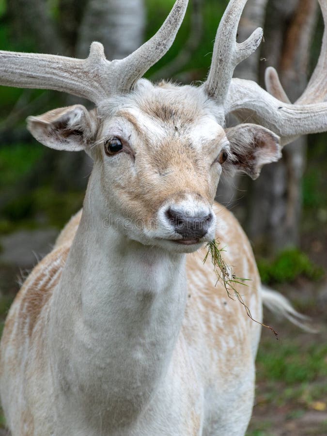 Beautiful deer portrait stock image. Image of wild, young - 243751249
