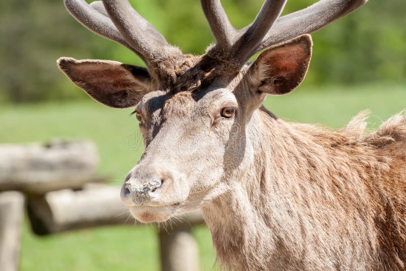Beautiful deer portrait stock image. Image of deer, wildlife - 92603601