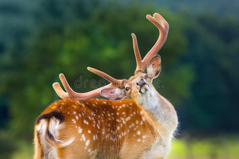 Red deer portrait stock photo. Image of closeup, elaphus - 34979518