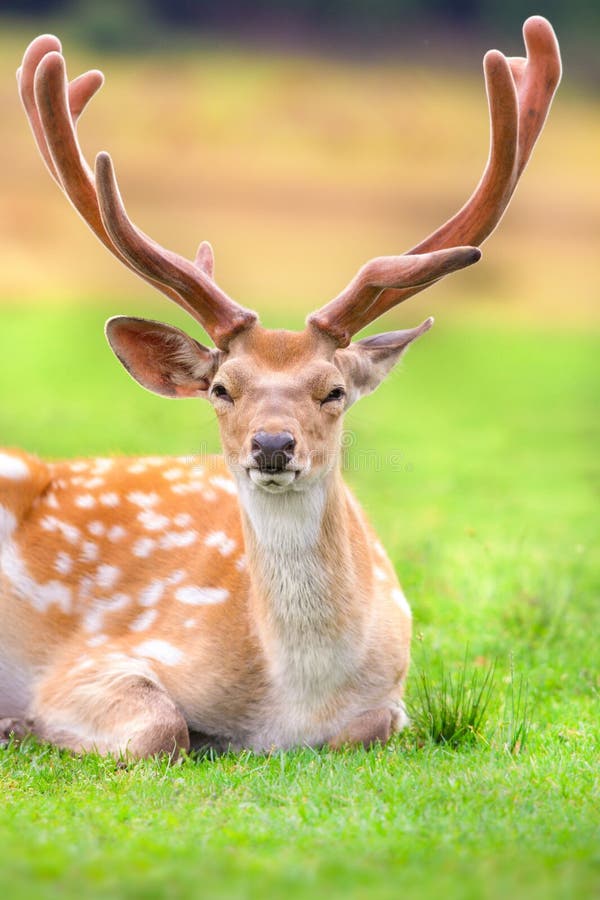 Beautiful deer portrait stock photo. Image of garden - 97389876