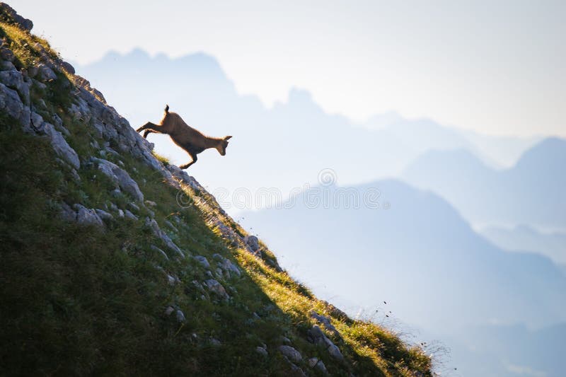 Beautiful Deer Running Down a Hill Stock Photo - Image of young ...