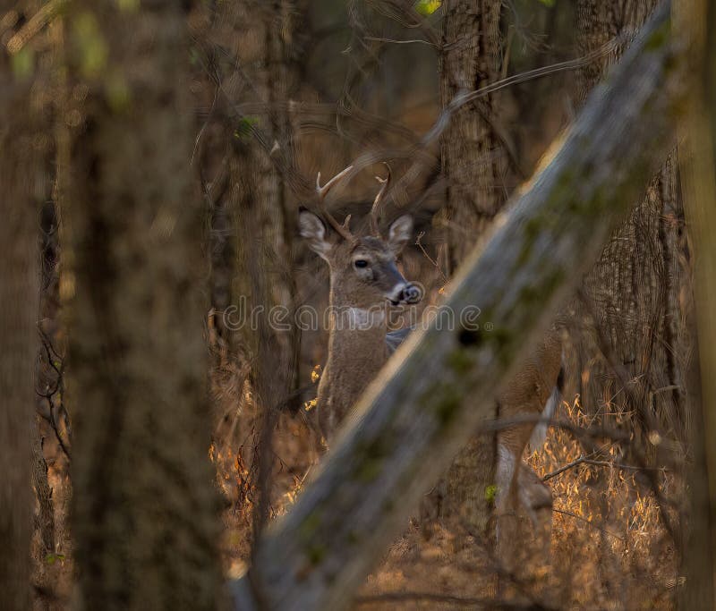 Beautiful Deer Standing Behind the Trees in the Forest Stock Photo ...