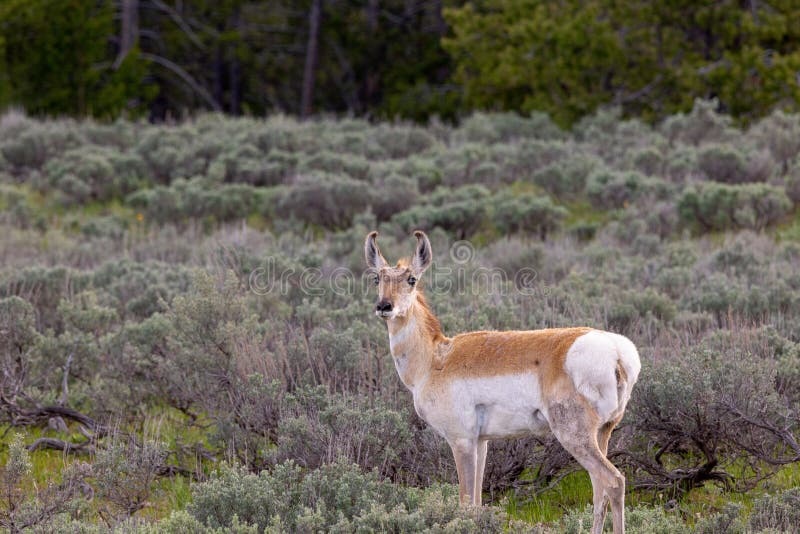 Beautiful Deer Standing in the Wilderness Stock Photo - Image of mammal ...