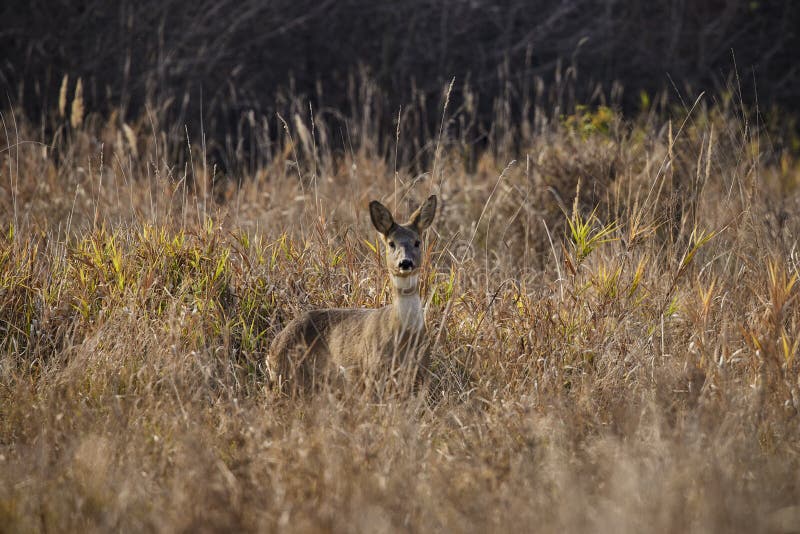 The Beautiful Deer in the Tall Grass Stock Image - Image of grass ...
