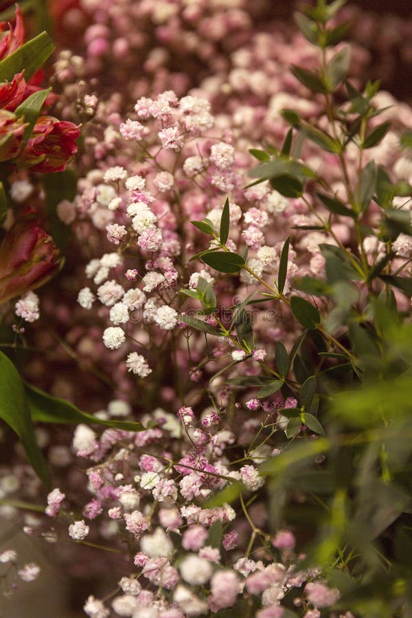 Beautiful Delicate Bouquet of Tea Roses. View from Above Stock Photo ...