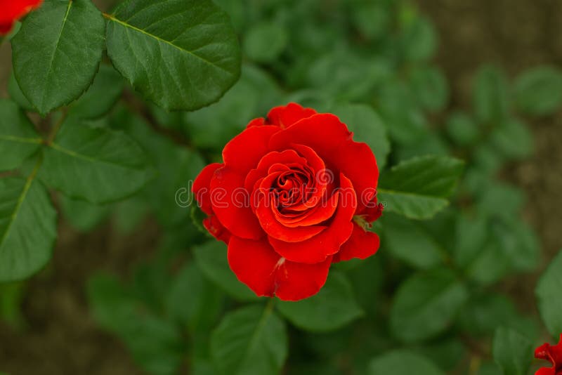 Beautiful Delicate Bright Red Rose in a Garden. Top View. Stock Image ...