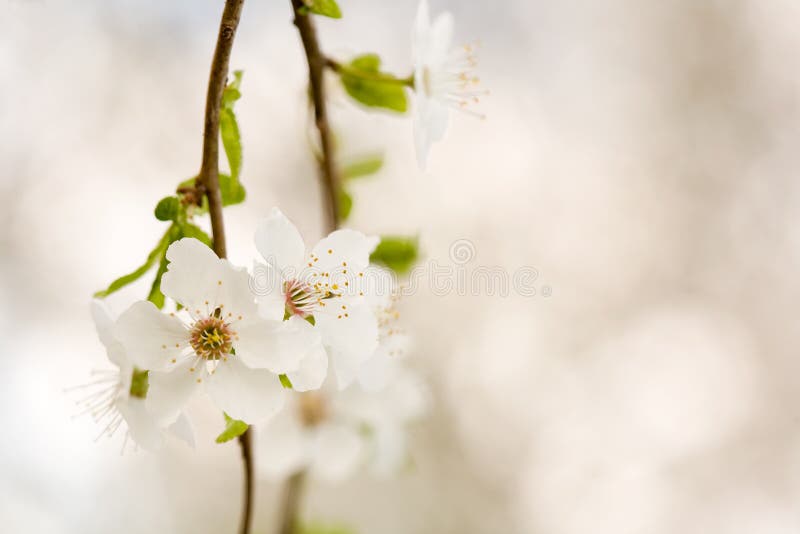 Beautiful Early Spring Flowers in Sunlight. Stock Image - Image of ...
