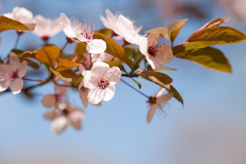 Beautiful Early Spring Flowers in Sunlight. Stock Image - Image of ...