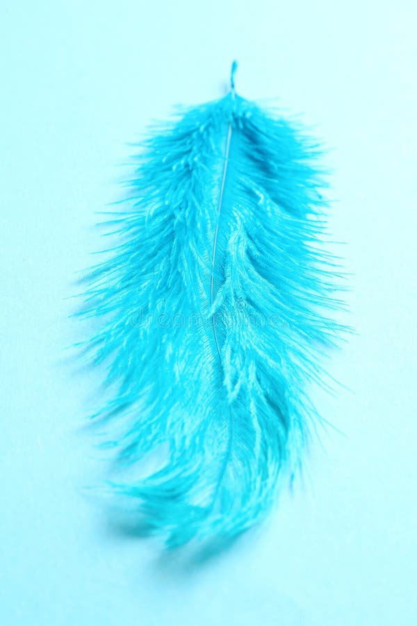 Beautiful Delicate Feather on Light Blue Background, Above View Stock ...