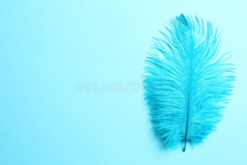 Beautiful Delicate Feather on Light Blue Background, Top View Stock ...