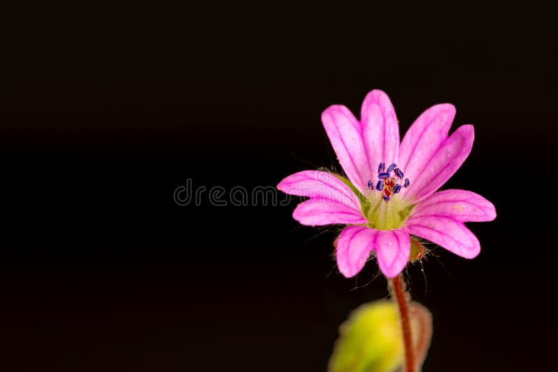 Beautiful delicate flower stock image. Image of bright - 70714917