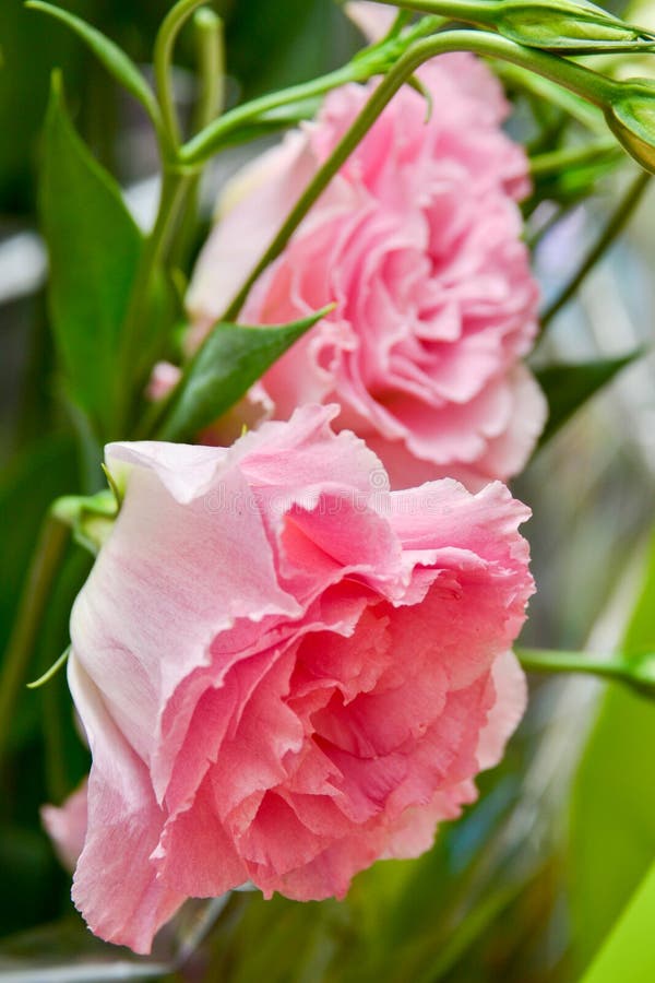 A Beautiful and Delicate Flower Called Eustoma Stock Image - Image of ...