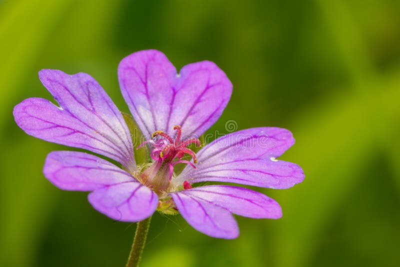Beautiful delicate flower stock photo. Image of nature - 73749622