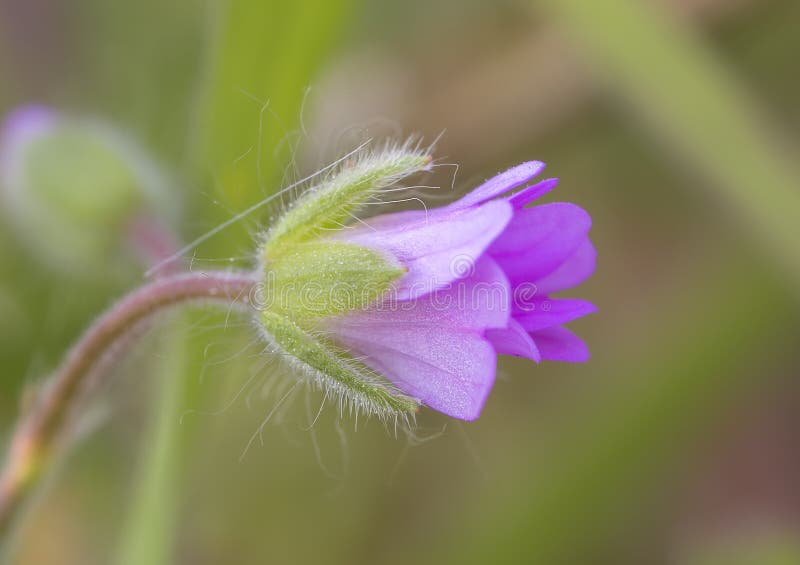 Beautiful delicate flower stock image. Image of blossom - 92107167