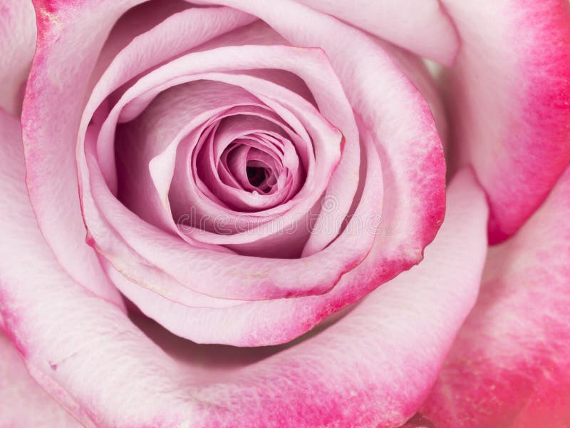 Beautiful Delicate Flower Pink Rose Stock Image - Image of shades ...