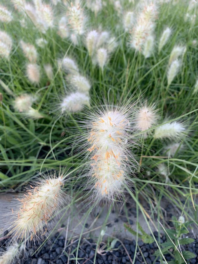 Beautiful Delicate Fluffy Grass Seeds Stock Photo - Image of field ...