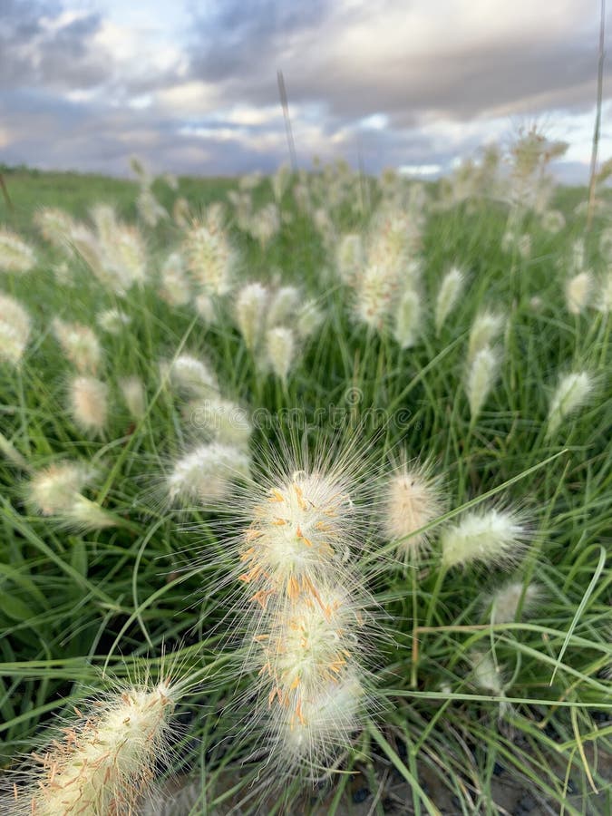 Beautiful Delicate Fluffy Grass Seeds Stock Photo - Image of fresh ...